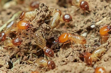 Traitement Thermique Des Termites Une Solution Efficace Contre Les
