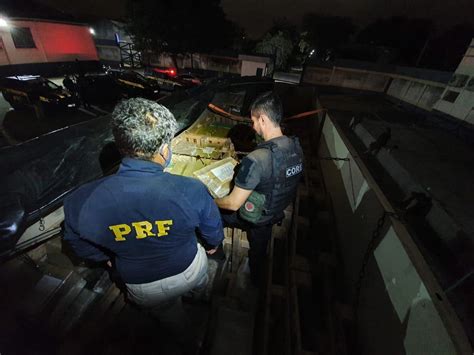 Prf E Polícia Civil Do Rj Apreendem Mais De 6 Toneladas De Maconha Na