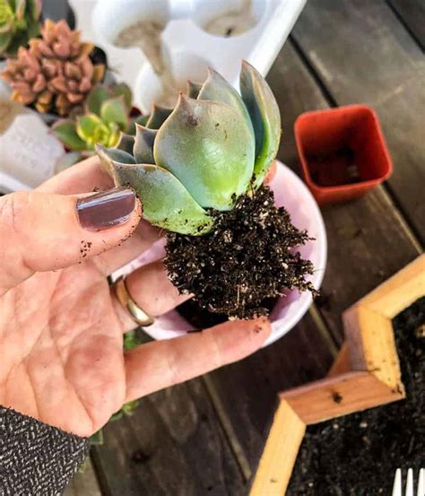 A Simple Diy For A Succulent Wall Planter California Grown