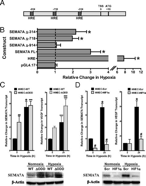 Endothelial Semaphorin 7a Promotes Neutrophil Migration During Hypoxia