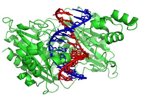 Définition Enzymes De Restriction Propriétés Structure Fonction