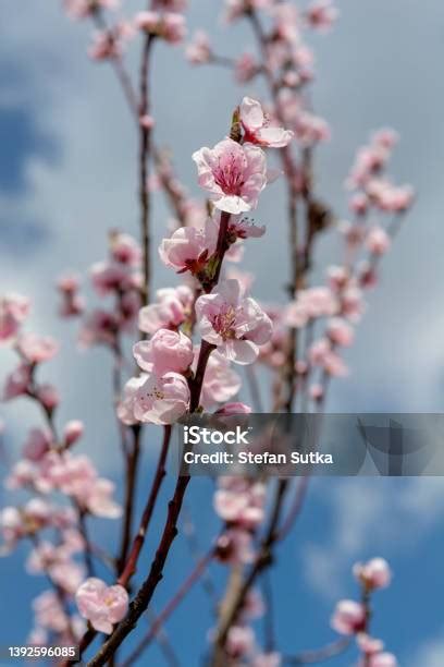 정원에서 피는 어린 복숭아 나무 이른 봄에 Prunus Persica의 분홍색 꽃 0명에 대한 스톡 사진 및 기타 이미지 0