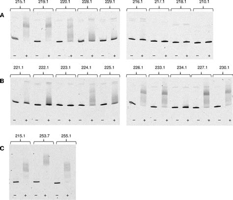 Emsa Of 2 Nm Cy5 Labelled Or 8 Nm Fitc Labelled Dna Fragments Download Scientific Diagram