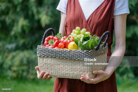 여자는 신선한 야채와 과일로 고리 버들 바구니를 들고 있습니다 가을에 대한 스톡 사진 및 기타 이미지 가을 개념 건강한