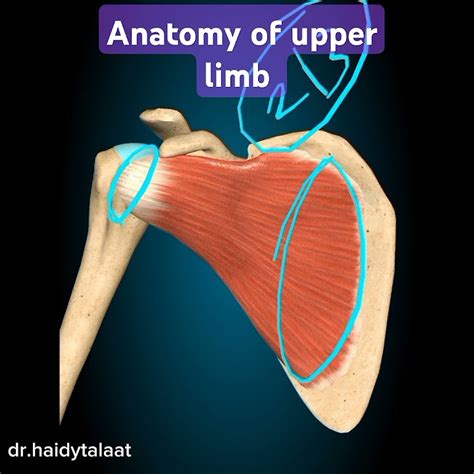 Subscapular Ms Youtube
