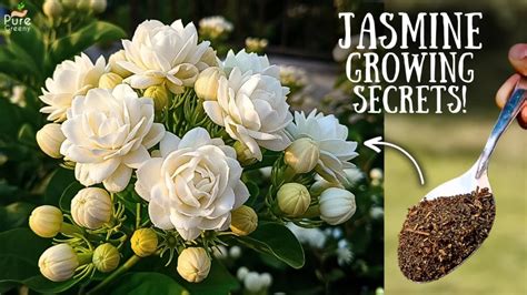 How To Grow Beetroot From Seeds Step By Step Seeds To Harvest Pure