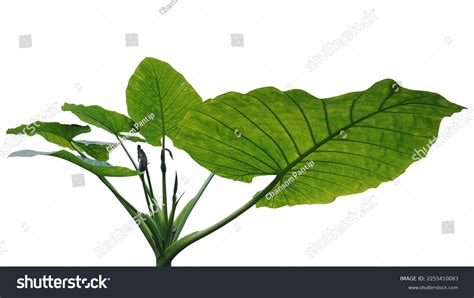 50072 Imágenes De Hoja De Elefante Imágenes Fotos Y Vectores De