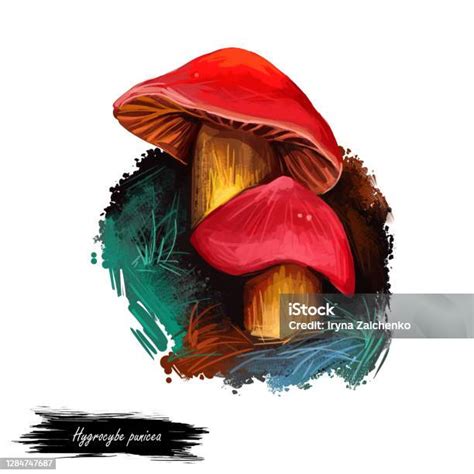 Hygrocybe Punicea 크림슨 또는 스칼렛 왁시 캡 속 Hygrocybe의 구성원 흰색에 고립 된 왁스 캡 디지털 아트 일러스트레이션 천연 식품 패키지 라벨 가을