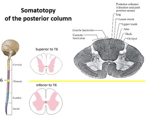 MBB Week QUIZ STUDY SET Flashcards Quizlet