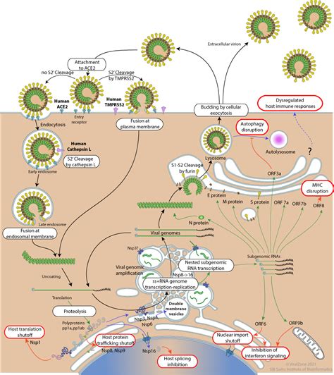 Figure Sars Cov Life Cycle From Https Viralzone Expasy Org