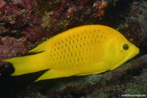 Epibulus Insidiator Slingjaw Wrasse Reef Life Survey