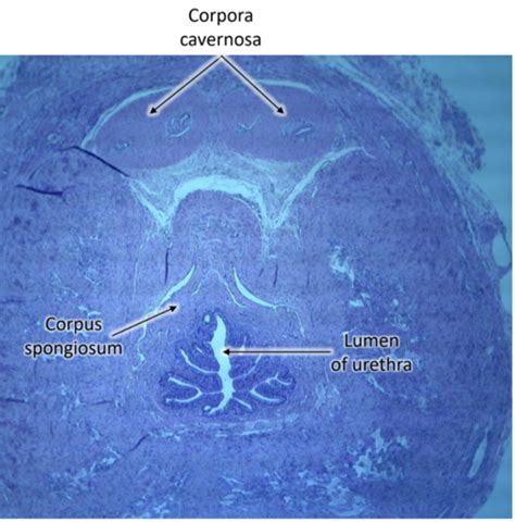 Reproductive System Histology Flashcards Quizlet