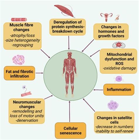 Exercise Is Key For Combatting Sarcopenia But We Cant Ignore The