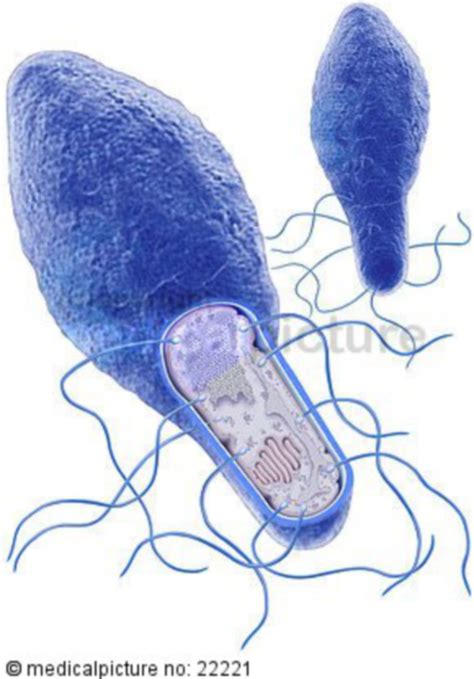 Clostridium Botulinum Doccheck