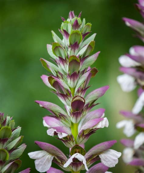Acanthus Spinosus Aprus