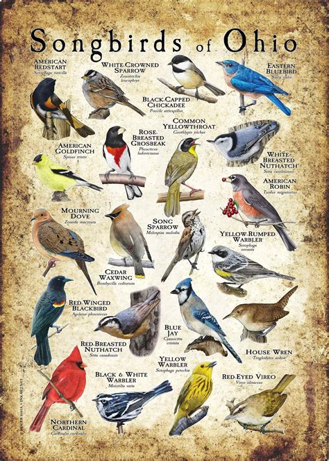 Songbirds Of Ohio Poster Print Field Guide Artofit