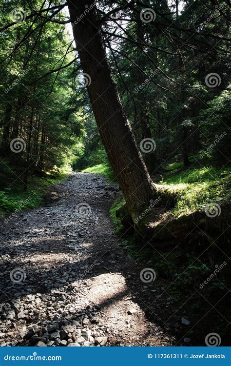 Spruce Over The Forest Path Stock Image Image Of Spruce Coniferous
