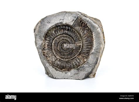 Spiral Shell Fossils