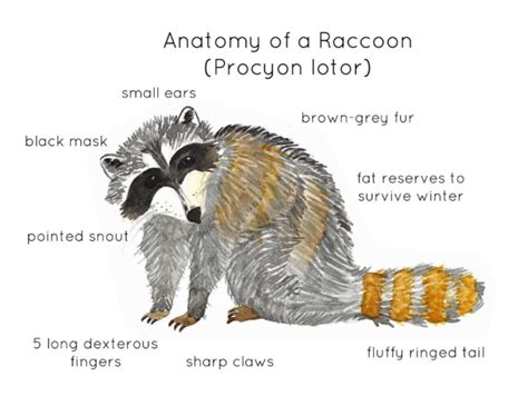 Raccoon Anatomy Printable Poster By Teach Simple