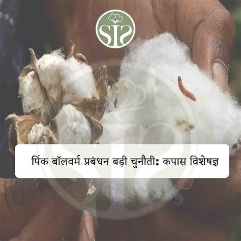 Pink Bollworm Management A Big Challenge Cotton Experts