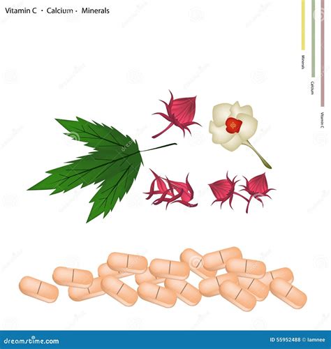 Vitamin D And Calcium Homeostasis Parathormone Pth Cartoon Vector