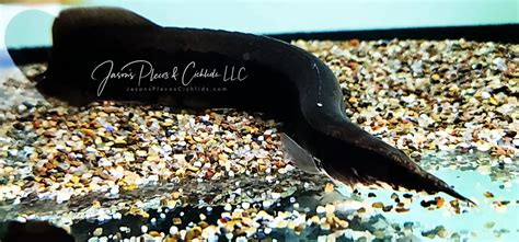 Borneo Python Eel For Sale Online Macrognathus Kris Borneo Python Eel For Sale Online Macrognathus Kris