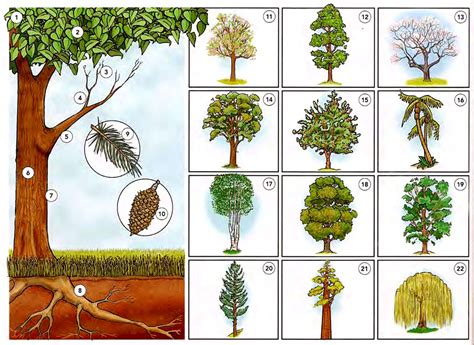 Learn Vocabulary Through Pictures Trees Plants And Flowers English Practice Online