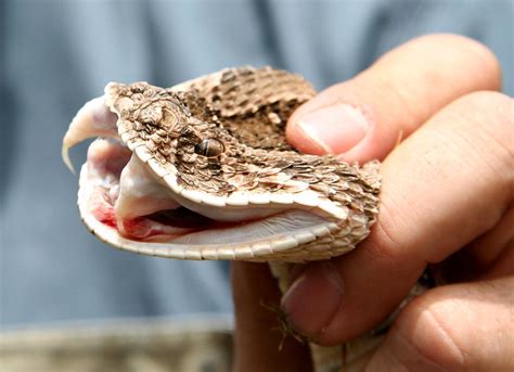 Puff Adder Fangs