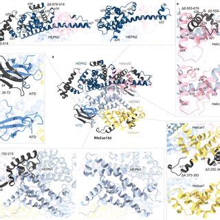Predicted Full Length Structures Of PspCas13b And Mini PspCas13b By