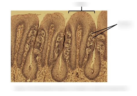 Figure 76b Histology Of Funorm Papilla And Taste Bud Diagram Quizlet