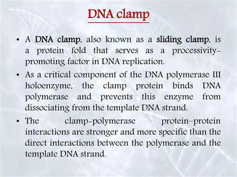 Enzymes Involved In Dna Replication Pptx