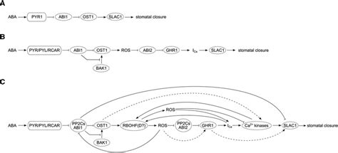 Schematic Model For The Position Of Ros In Aba Induced Guard Cell