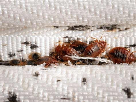 Effective Bed Bug Control Treatment In Cape Town