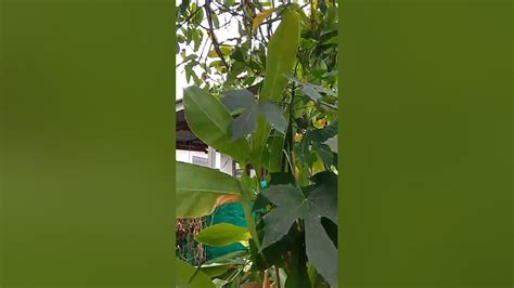 มะม่วงน้ำดอกไม้ปีนี้ไม่ค่อยติดเลยตอนเป็นดอกดกมากแต่ลูกเล็กๆร่วงหมดเลยจ้าแต่ก็มีเหลือไว้บ้างจ้า