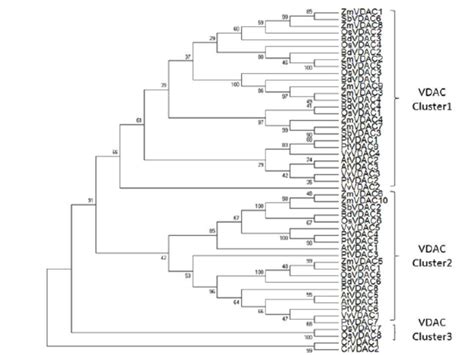 Phylogenetic Tree Of 51 Selected Vdac Orthologs 500 Bootstrap
