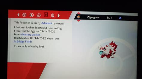 Shiny Zigzagoon After Only 37 Eggs Any Good Nicknames For It R
