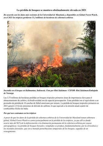 Perdida De Bosque Se Mantuvo Obstinadamente Elevada En 2021 By Martin