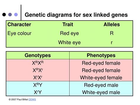 Ppt Sex Linkage Powerpoint Presentation Free Download Id 318088