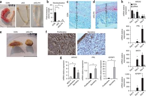 Lrh 1 Is Crucial For Decidualization Of Both The Mouse And Human