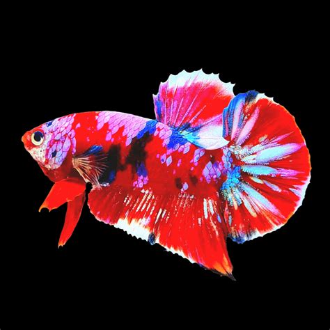 Female Koi Betta Fish Care Guide Varieties Sorority And Lifespan