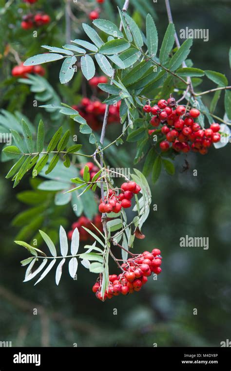 Rowan berry hi-res stock photography and images - Alamy