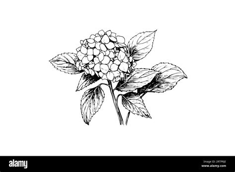 Hand Drawn Ink Sketch Hydrangea Flowers Vector Illustration In