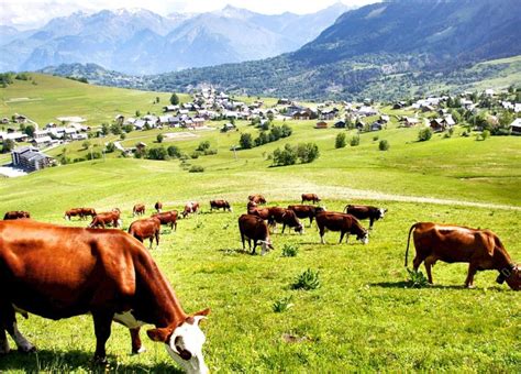La Fête des Fromages de Savoie à Albiez Montrond Albiez