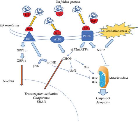 Schematic Representation Of The Uprer Stress Pathways Under Stress