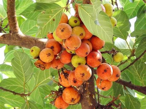 Семена деревьев (Большое количество фото) - treepics.ru
