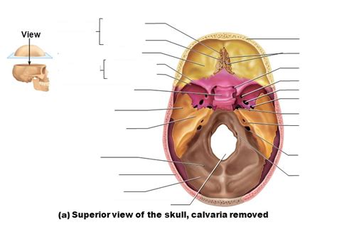 Axial Skeleton Floor Of Cranial Cavity Diagram Quizlet