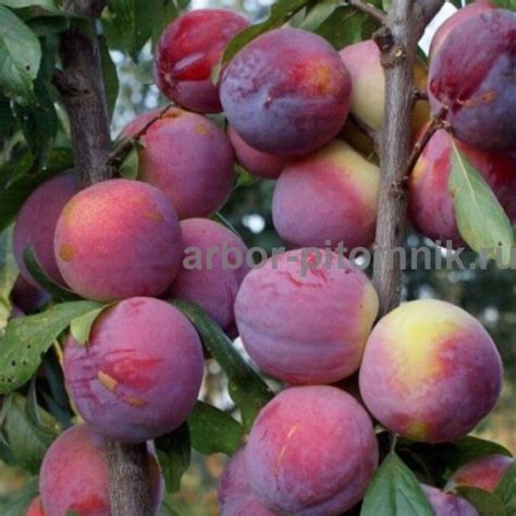 Саженцы колоновидной слива Империал купить в Москве и Подмосковье недорого из питомника