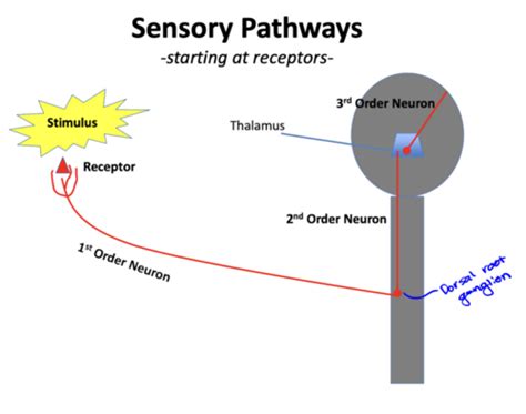 Biol 212 Lecture Special Senses Flashcards Quizlet