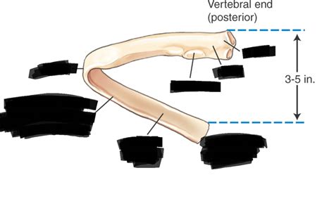 Typical Rib Posterior View Diagram Quizlet
