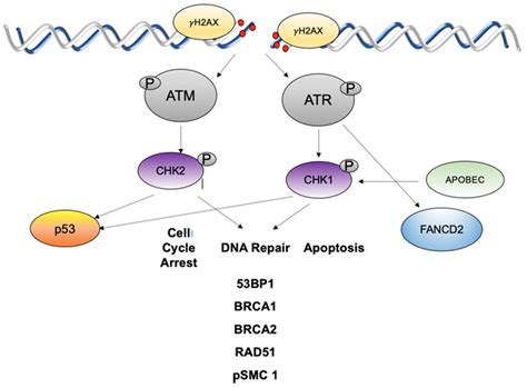Atm And Atr Dna Damage Pathways Are Activated In Hpv Infections In